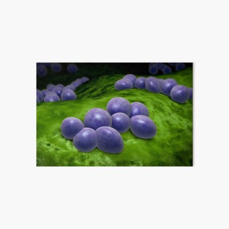 "Microscopic view of staphylococcus." Art Board Print for Sale by ...