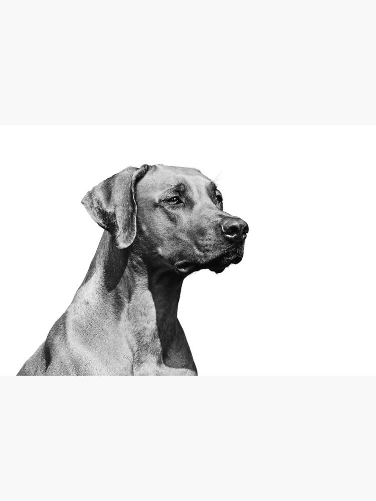 "Black and White Headshot of Rhodesian Ridgeback Dog" Poster by ...