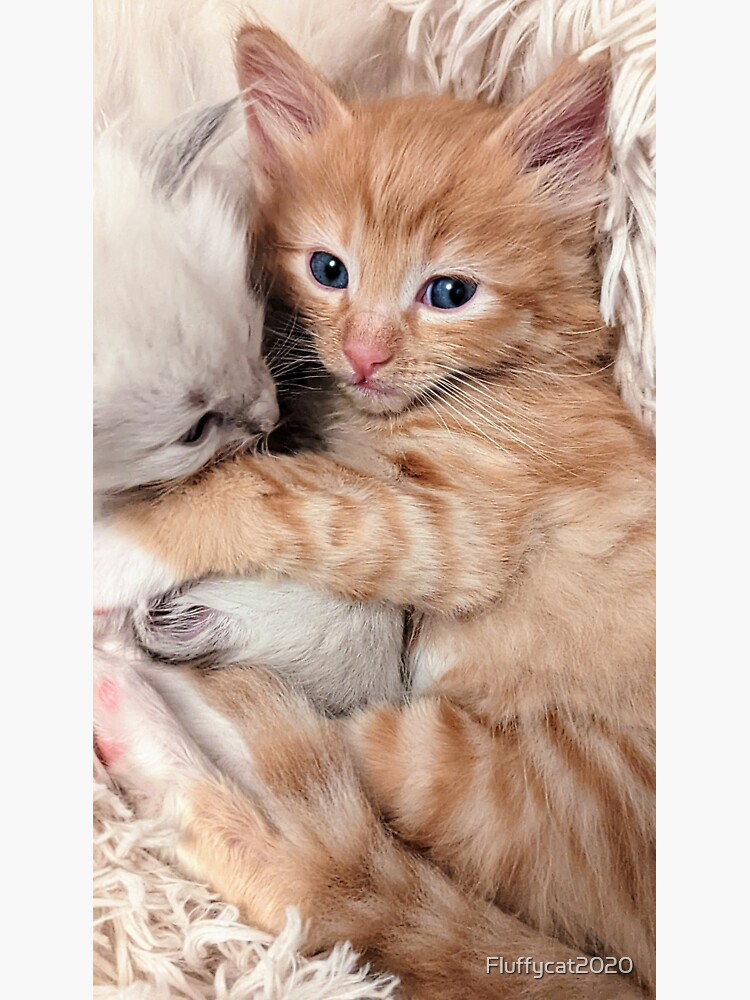 "Ragdoll kitten & Ginger ragdoll Mainecoon kitten" Sticker by ...