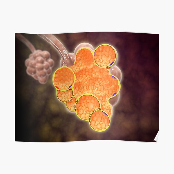 "Cross-section of the alveoli branches." Poster for Sale by ...