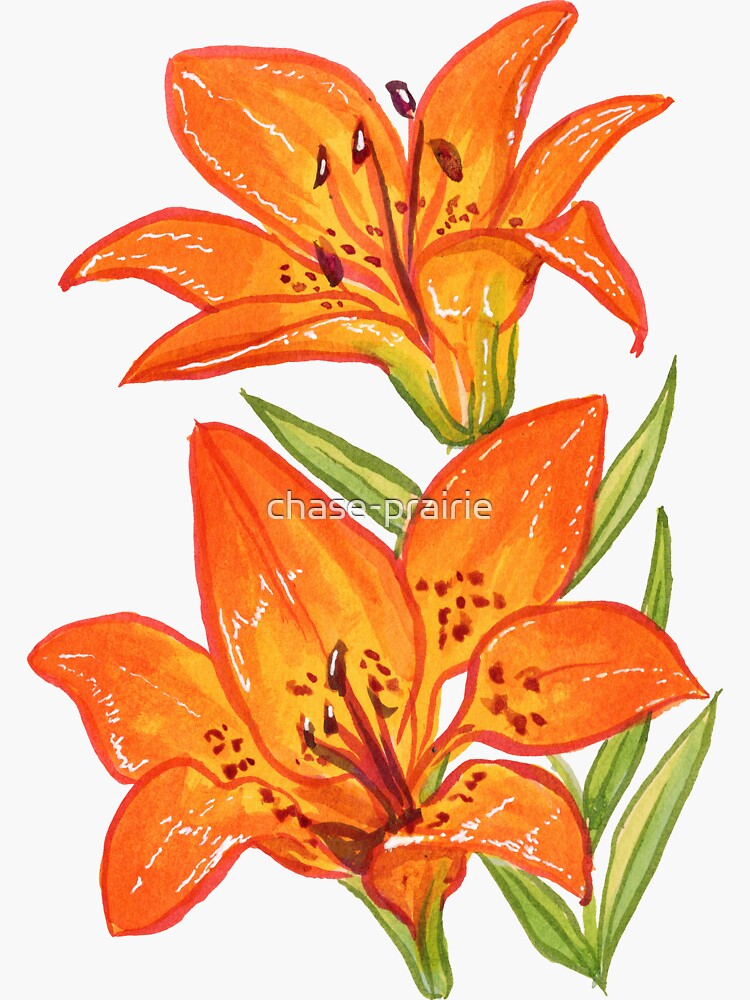 "Prairie Lily" Sticker for Sale by chase-prairie | Redbubble