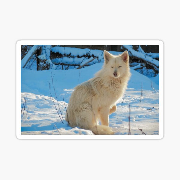 "Pretty White Wolf in the Snow" Sticker by BtheLight | Redbubble