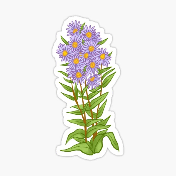 "New England Aster" Sticker by chase-prairie | Redbubble