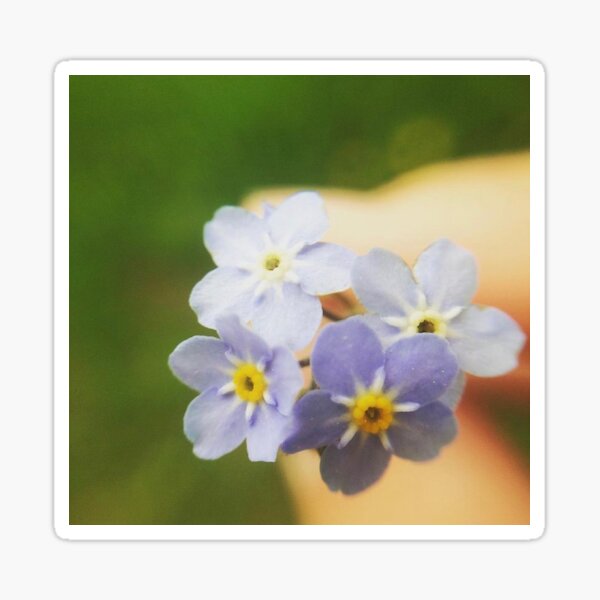 "forget me not " Sticker for Sale by Leiatriesart | Redbubble