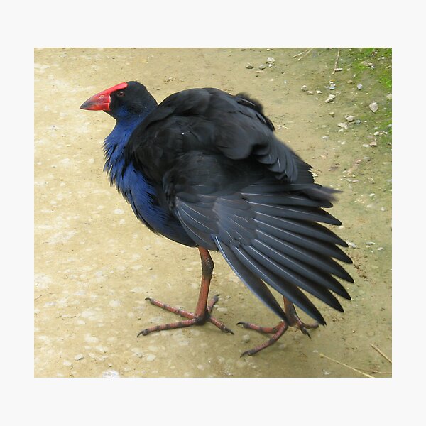 Pukeko Wall Art | Redbubble