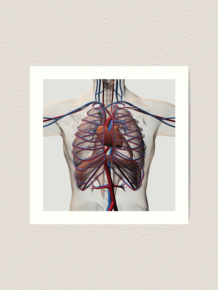 Male Chest Anatomy Art