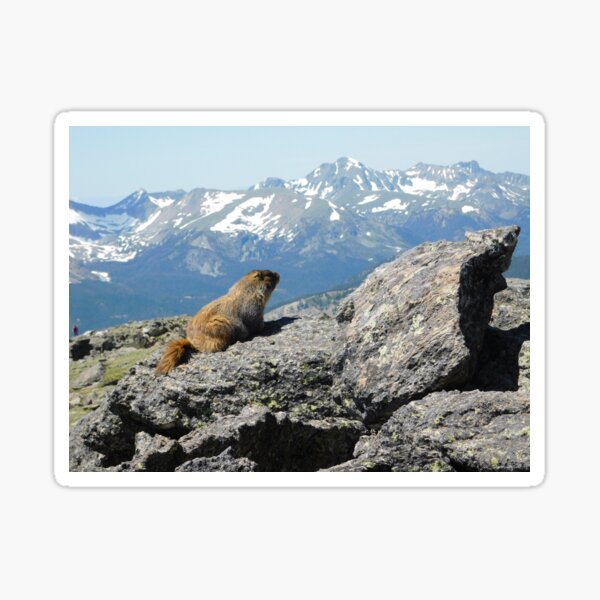 "Yellow-Bellied" Sticker by brianzientak | Redbubble