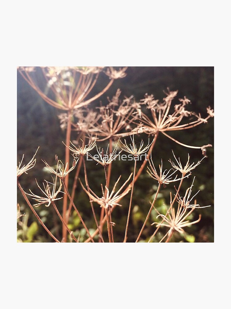 "Light beams " Sticker by Leiatriesart | Redbubble