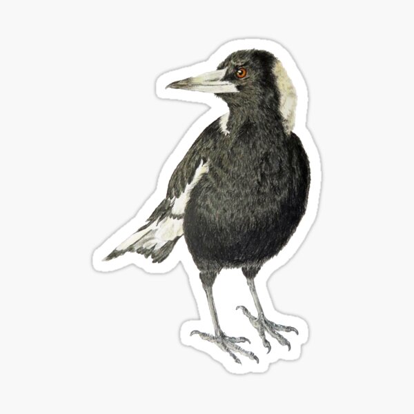 "The Australian Magpie" Sticker for Sale by bellemitchell24 | Redbubble
