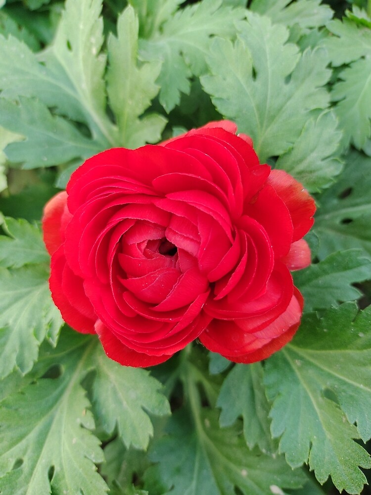 "Most Beautiful Flower Designs " Poster for Sale by BinishImran07 ...