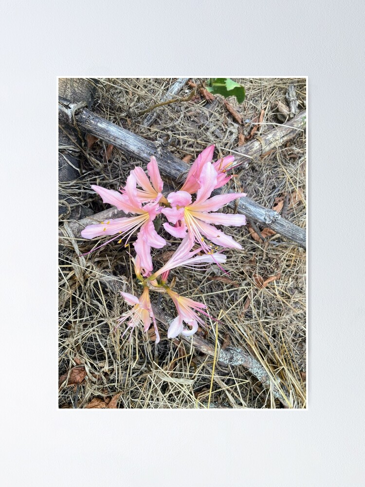 "Persistent Pink Lilies" Poster by GladBlackLamb | Redbubble