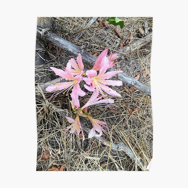 "Persistent Pink Lilies" Poster by GladBlackLamb | Redbubble