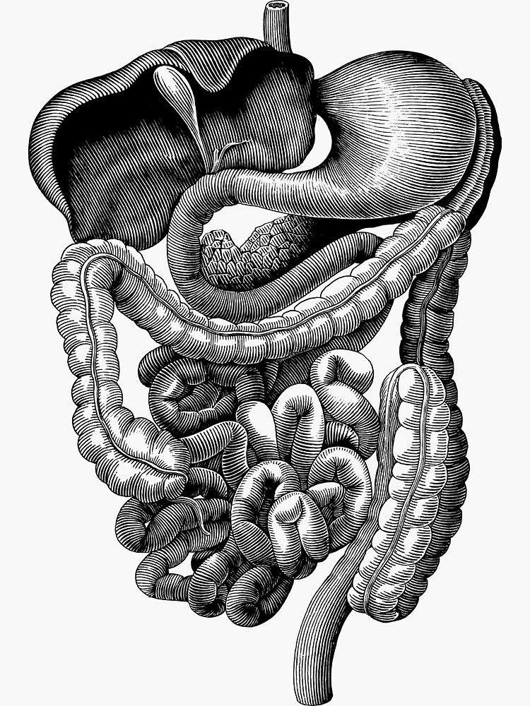 "INTESTINE ANATOMY" Sticker by MarkoBrando | Redbubble