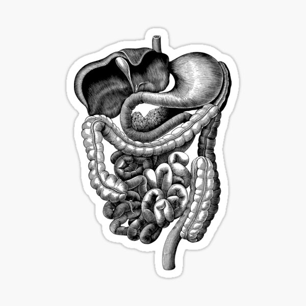 "INTESTINE ANATOMY" Sticker by MarkoBrando | Redbubble