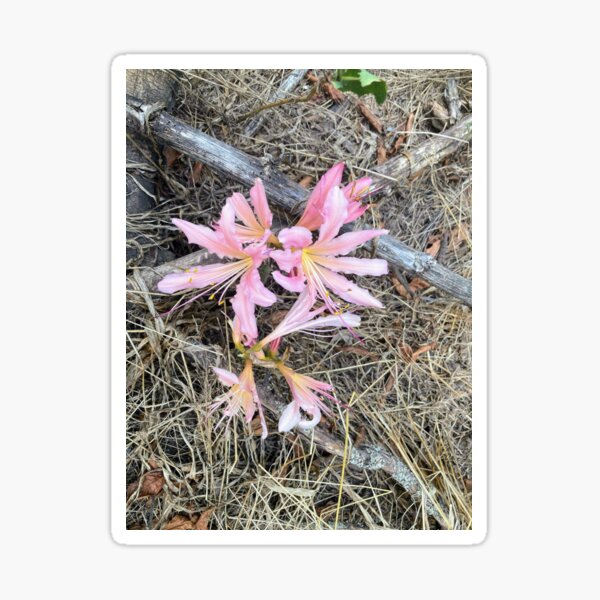 "Persistent Pink Lilies" Sticker for Sale by GladBlackLamb | Redbubble
