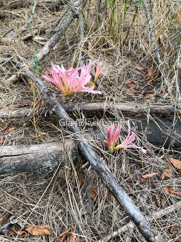 "Persistent Pink Lilies, Camouflage Style" Sticker by GladBlackLamb ...