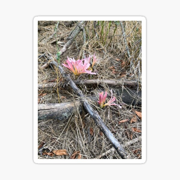 "Persistent Pink Lilies, Camouflage Style" Sticker by GladBlackLamb ...