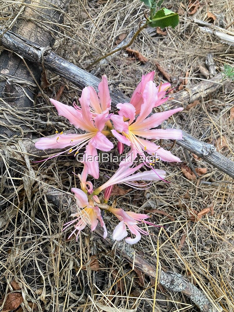 "Persistent Pink Lilies, Large Print" Poster for Sale by GladBlackLamb ...