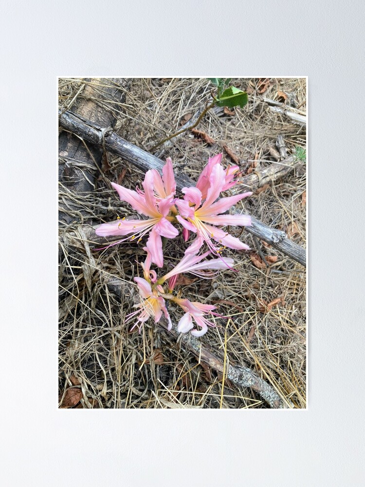 "Persistent Pink Lilies, Large Print" Poster for Sale by GladBlackLamb ...