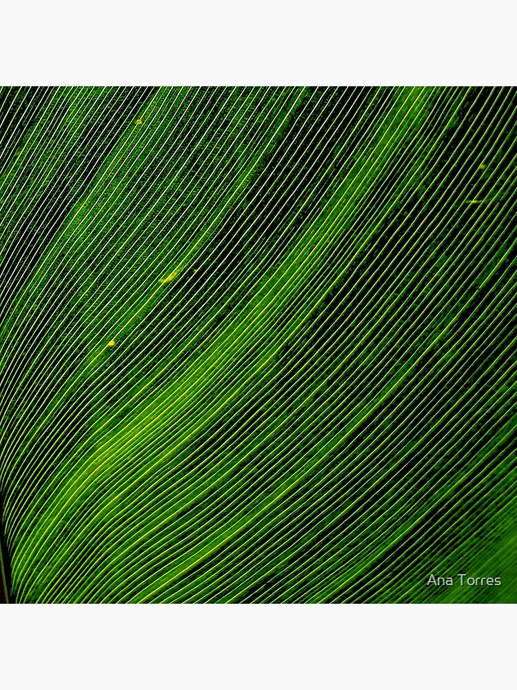 "Green Leaf Pattern of a Real Leaf" Poster for Sale by Yorugua | Redbubble