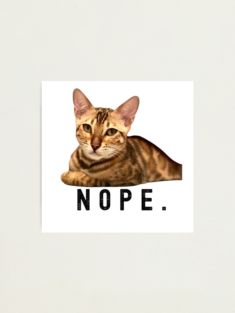 "NOPE cat meme" Photographic Print for Sale by Hitokami | Redbubble