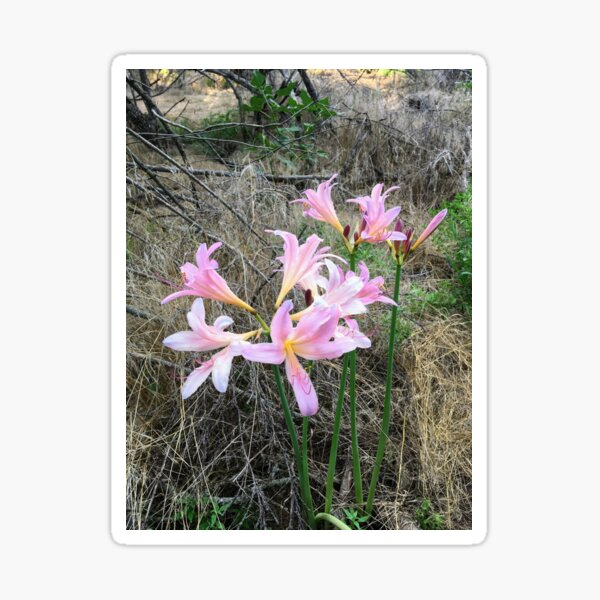"Heirloom Pink Lilies (Amaryllis) (on Hot Pink)" Sticker for Sale by ...