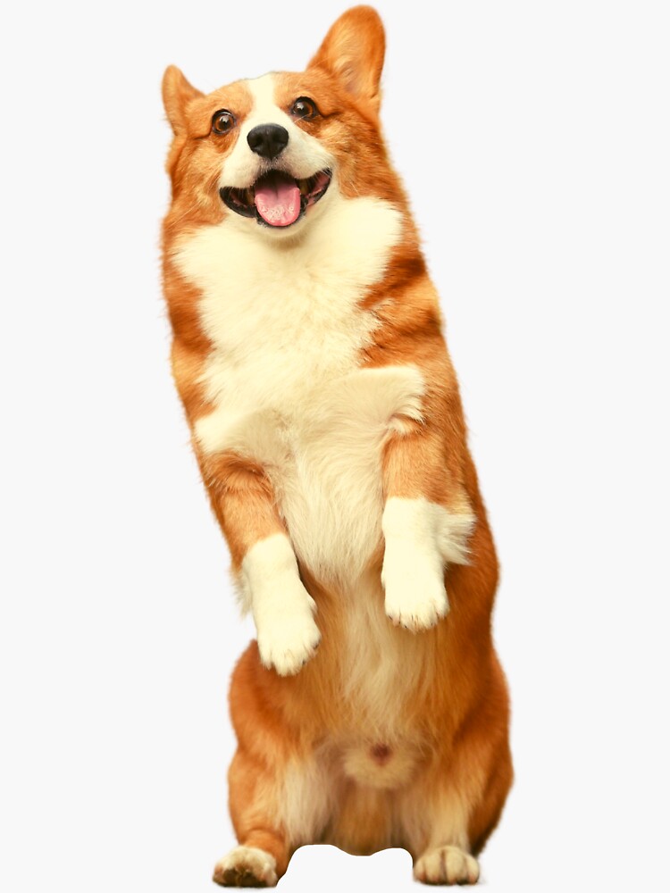 "Dancing Corgi Cute Funny Sticker" Sticker by scottrtx | Redbubble