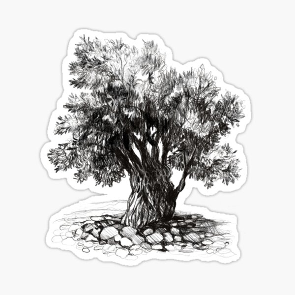 "Old olive tree" Sticker by Lemontreeart63 | Redbubble