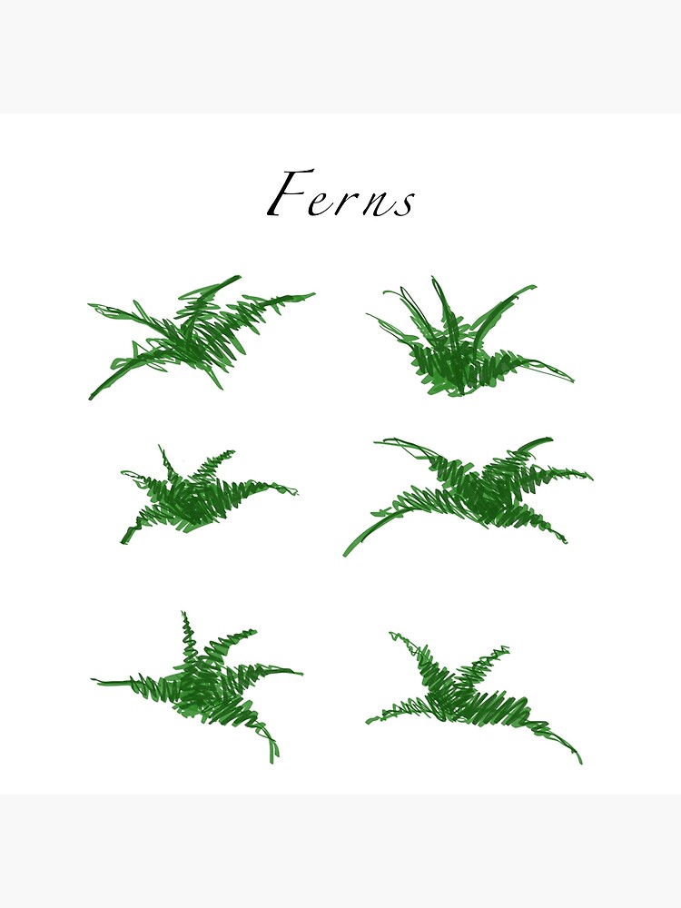 "Simplistic Fern Doodle" Poster for Sale by AlexaIngramArt | Redbubble