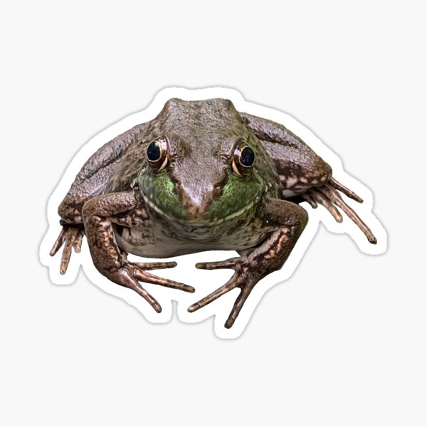 "Frog face" Sticker for Sale by Catmurps | Redbubble