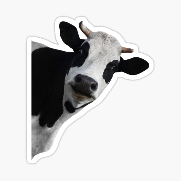 "Funny Cow Sticker" Sticker by GalinStickers | Redbubble