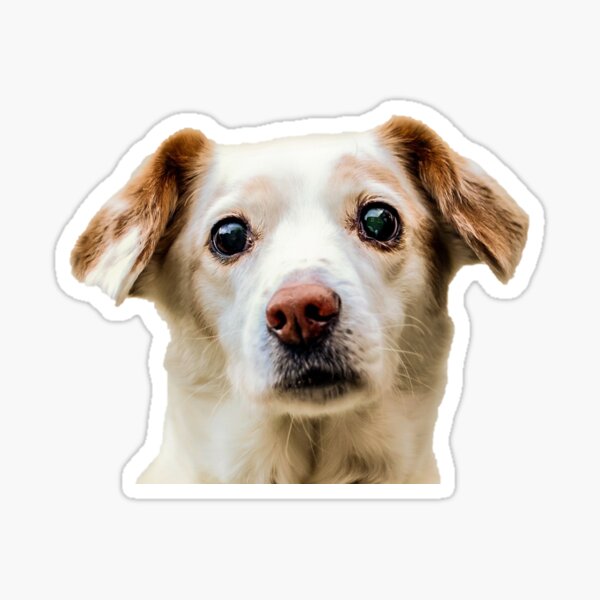 "Crying Dog Face" Sticker by 9chaa | Redbubble