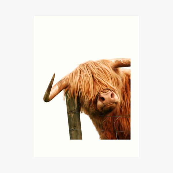 "Scottish Highland Cow oil painting drawing| Adorable fluffy Cow , gift ...