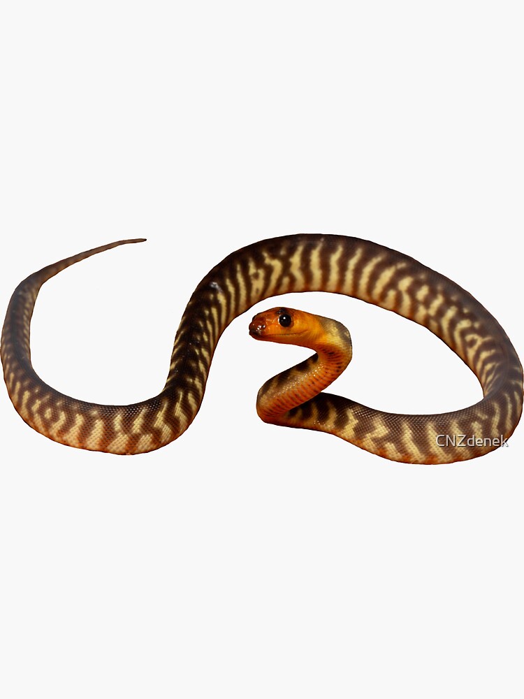 "A stunning Woma Python (Aspidites ramsayi)" Sticker by CNZdenek ...