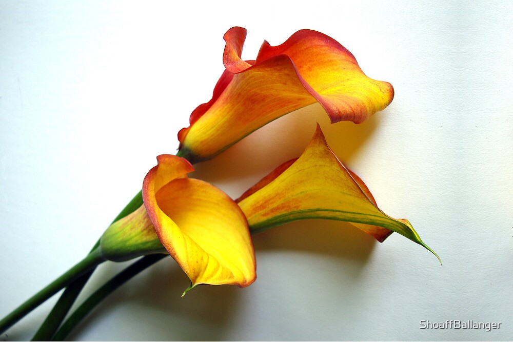 "Mango Colored Calla Lilies Floral Photograph" by ShoaffBallanger ...