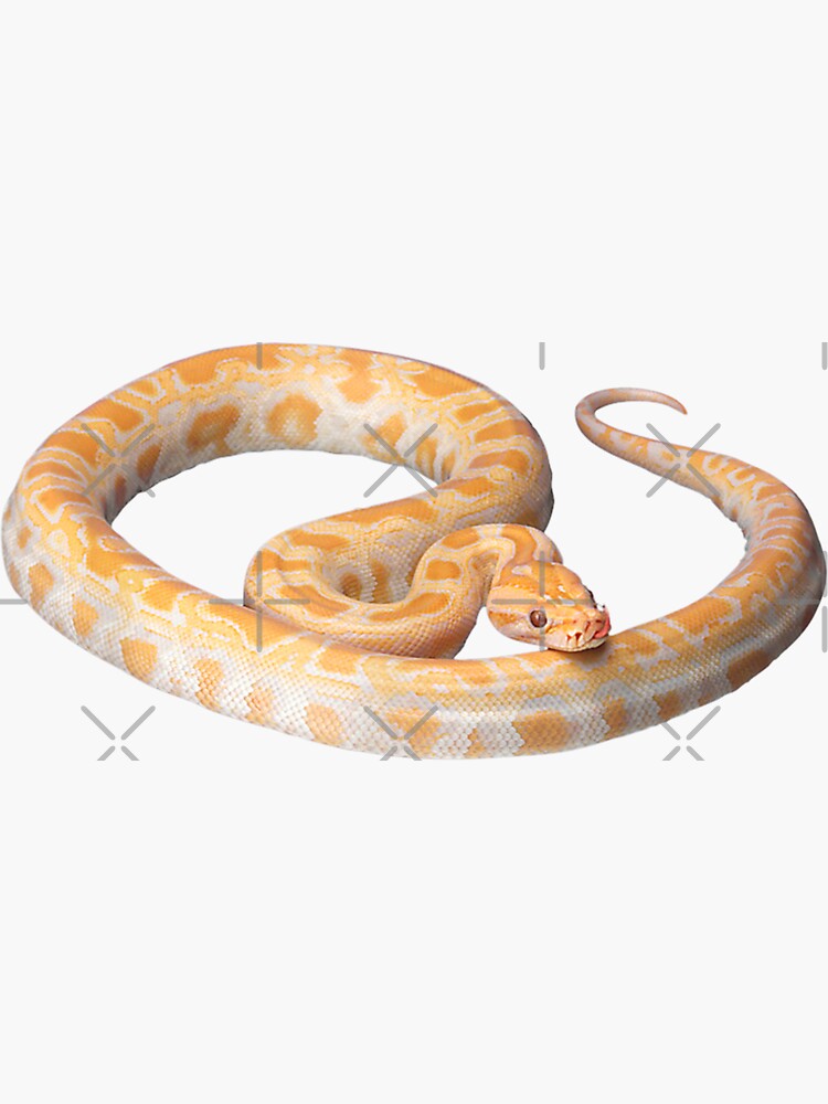 "Albino Burmese Python T Shirt Golden Python Snake Shirt" Sticker by ...