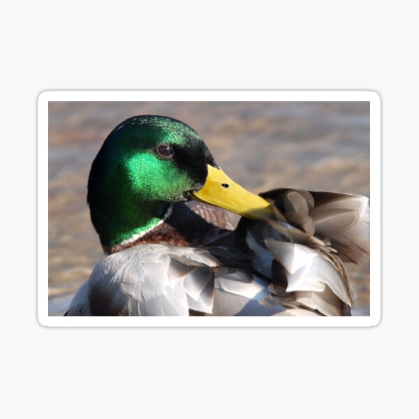 "Mallard" Sticker by micmac | Redbubble