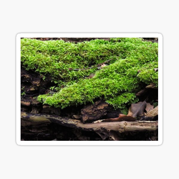 Bryophyta Gifts & Merchandise for Sale | Redbubble