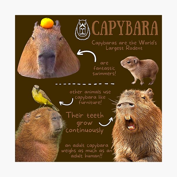 "Capybara Fun Facts" Photographic Print for Sale by KyleNesas | Redbubble