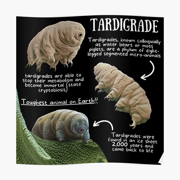 "Tardigrade Fun Facts" Poster for Sale by KyleNesas | Redbubble