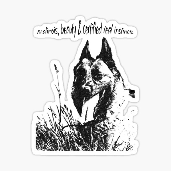 "belgian shepherd malinois beauty Inka" Sticker by Patraulea | Redbubble