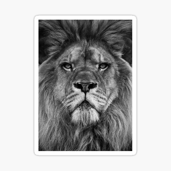 "wild animals lion 3" Sticker by jaxcarson524 | Redbubble