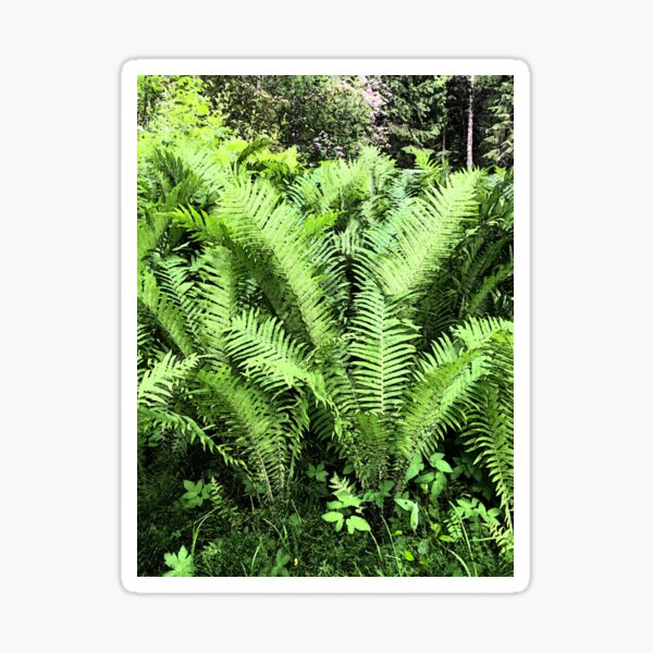 "Fern" Sticker by Greengardens36 | Redbubble
