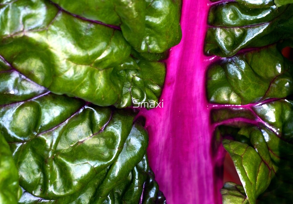 "Purple Chard" by Smaxi | Redbubble