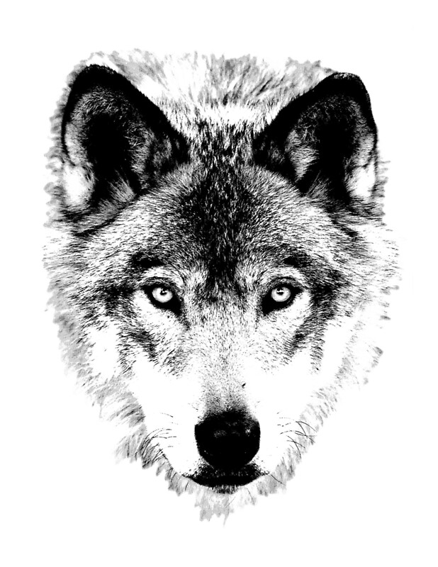 "Wolf Face. Digital Wildlife Image." by digitaleclectic | Redbubble