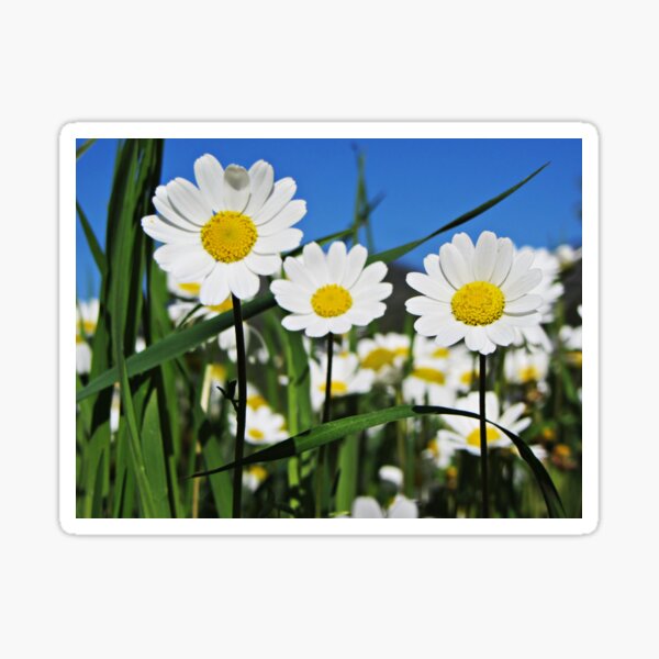 " Daisies. " Sticker by Bertha33 | Redbubble