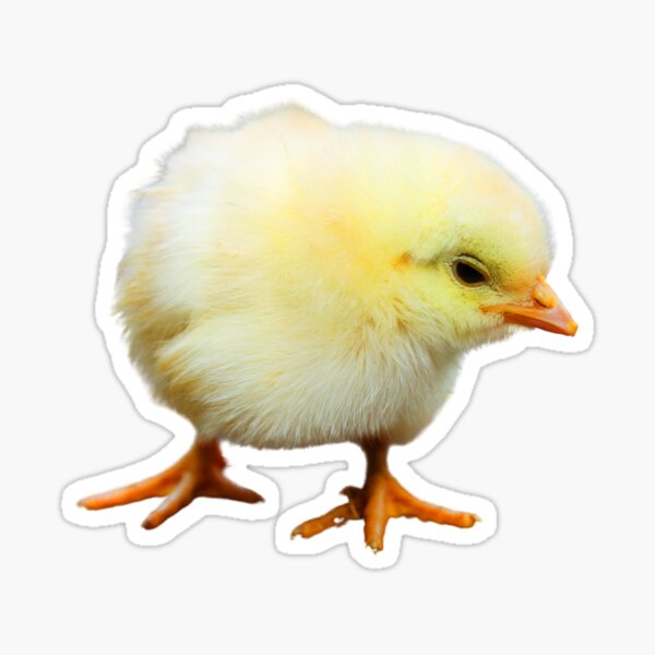 "Chick" Sticker by MarisolRocio | Redbubble