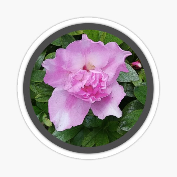 "Cute Colorful Pink Flower Power Art" Sticker by Wild-Nature1 | Redbubble