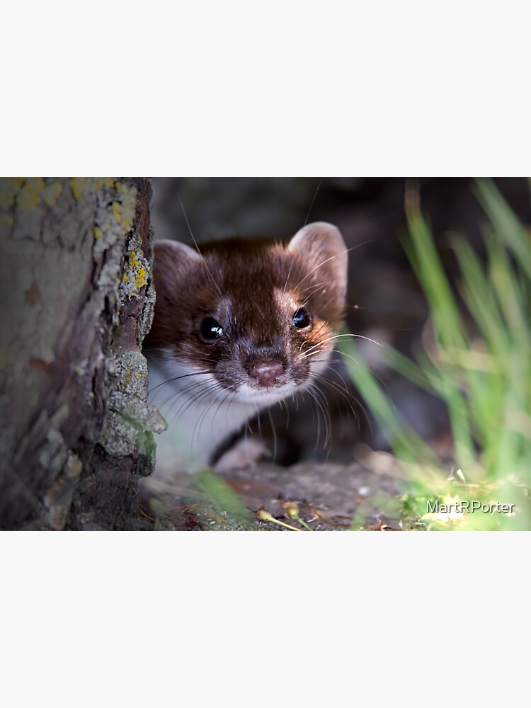 "Stoat Kit (cub)" Sticker by MartRPorter | Redbubble