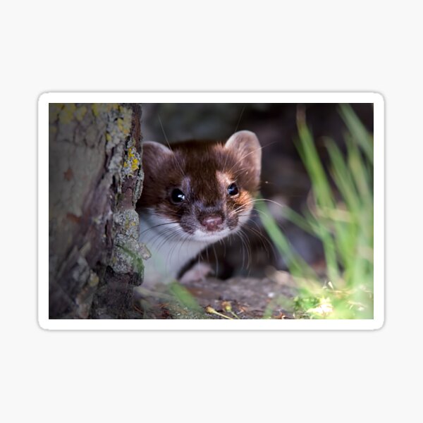 "Stoat Kit (cub)" Sticker by MartRPorter | Redbubble